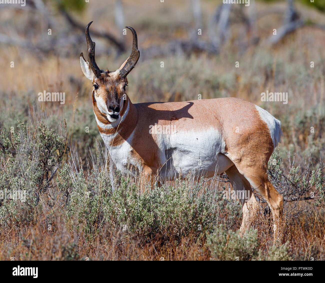 Pronghorn style hi-res stock photography and images - Alamy