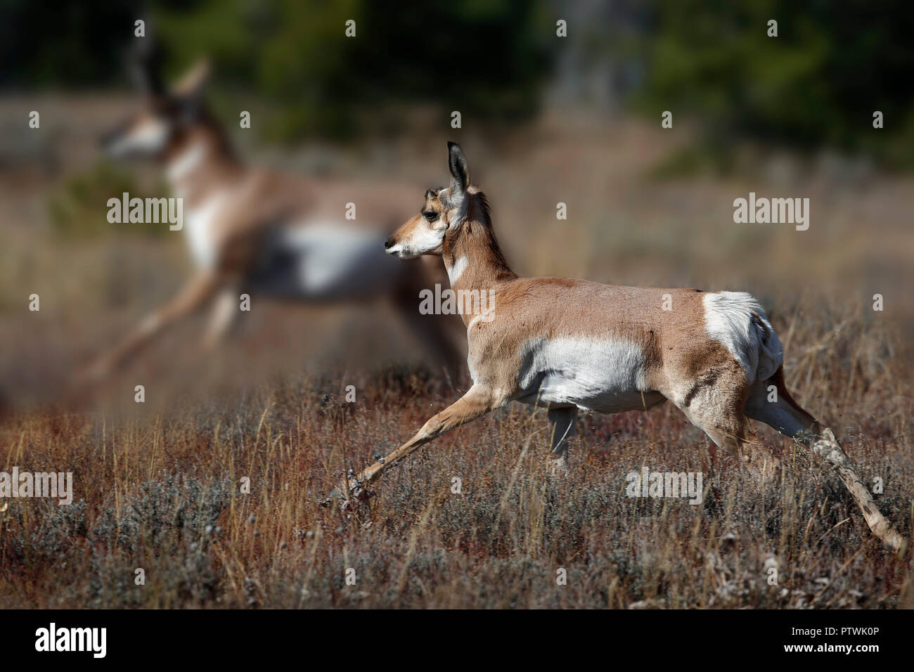 Pronghorn style hi-res stock photography and images - Alamy