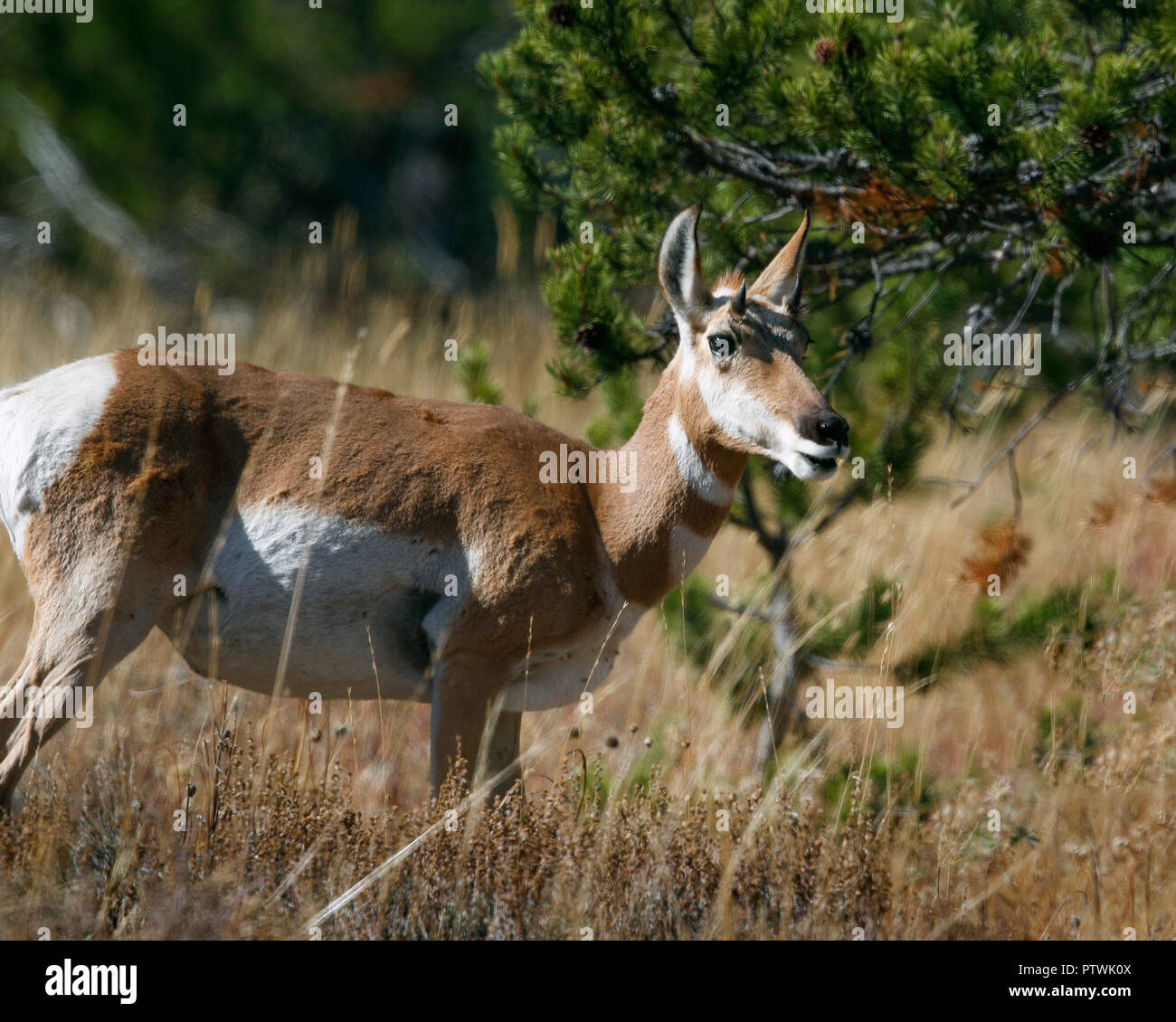 Pronghorn style hi-res stock photography and images - Alamy
