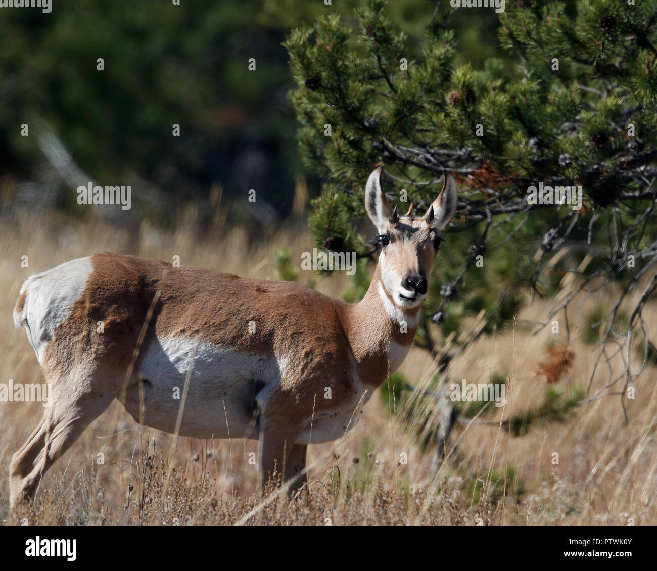Pronghorn style hi-res stock photography and images - Alamy