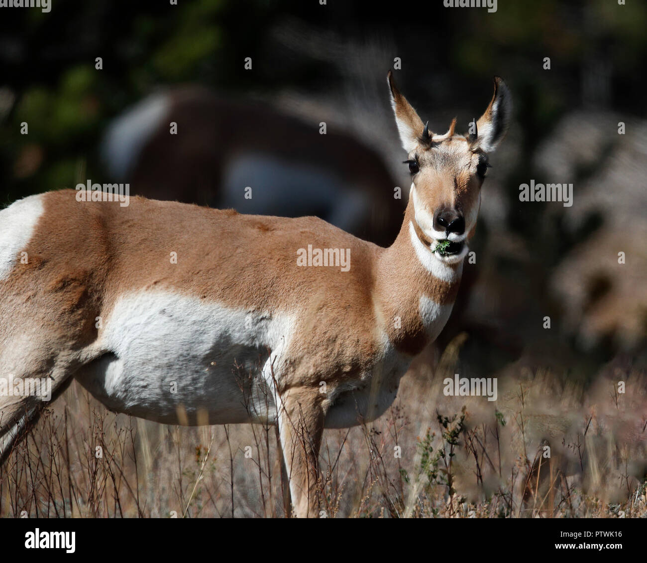 Pronghorn style hi-res stock photography and images - Alamy
