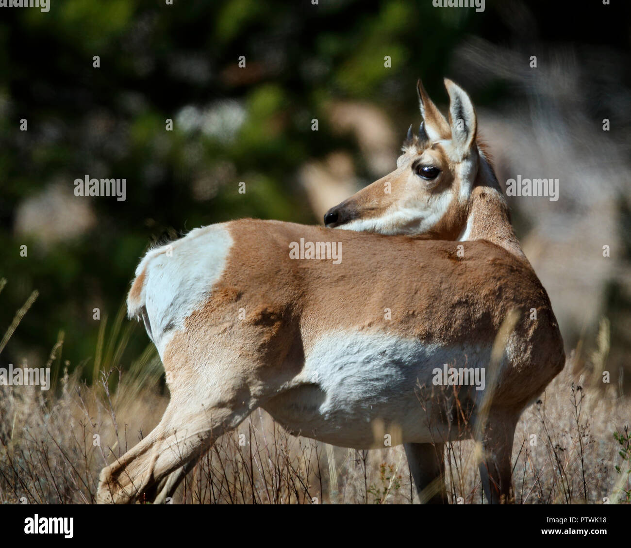 Pronghorn style hi-res stock photography and images - Alamy