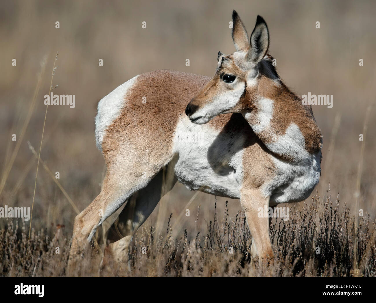 Pronghorn style hi-res stock photography and images - Alamy