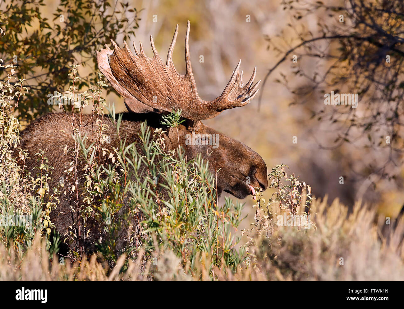 Moose Long Legs High Resolution Stock Photography and Images - Alamy