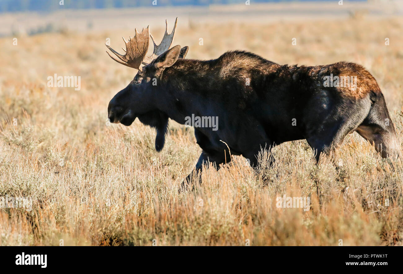 Moose long legs hi-res stock photography and images - Alamy