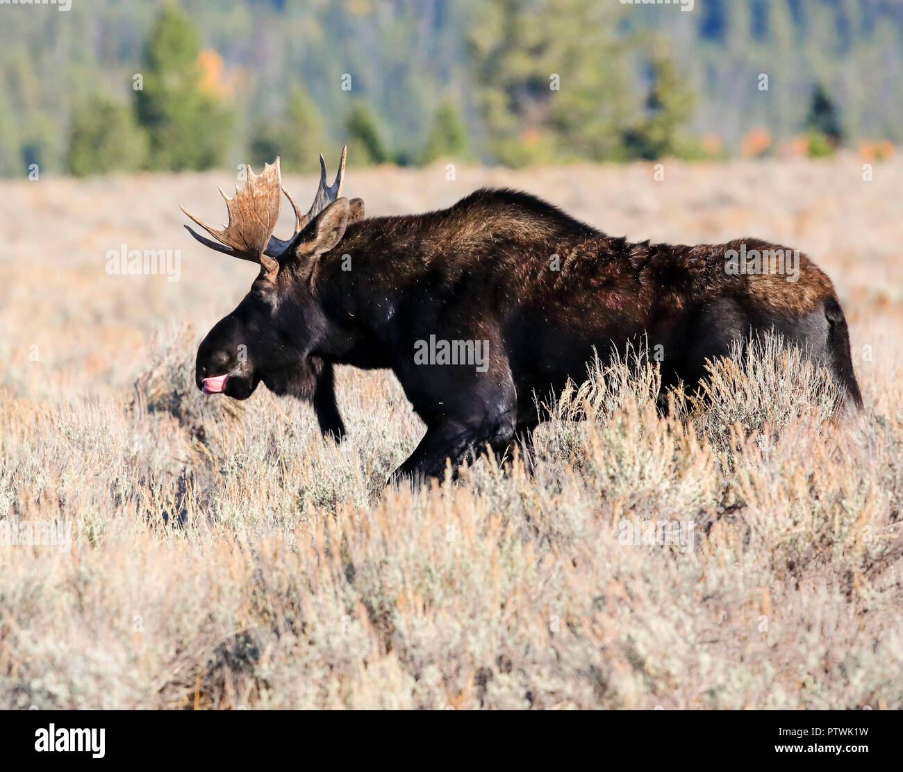 Moose long legs hi-res stock photography and images - Alamy