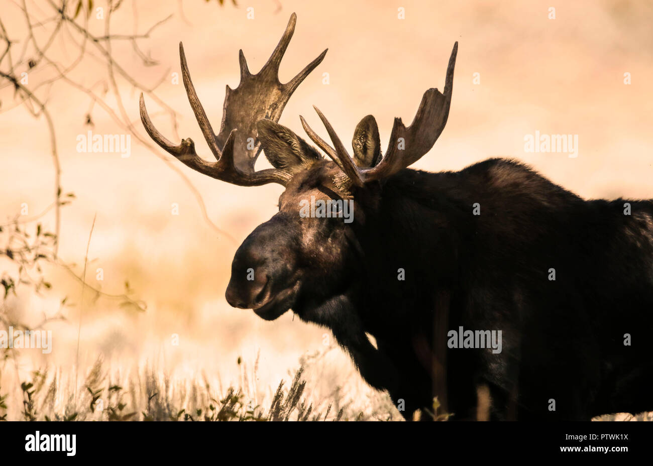 Moose Long Legs High Resolution Stock Photography and Images - Alamy