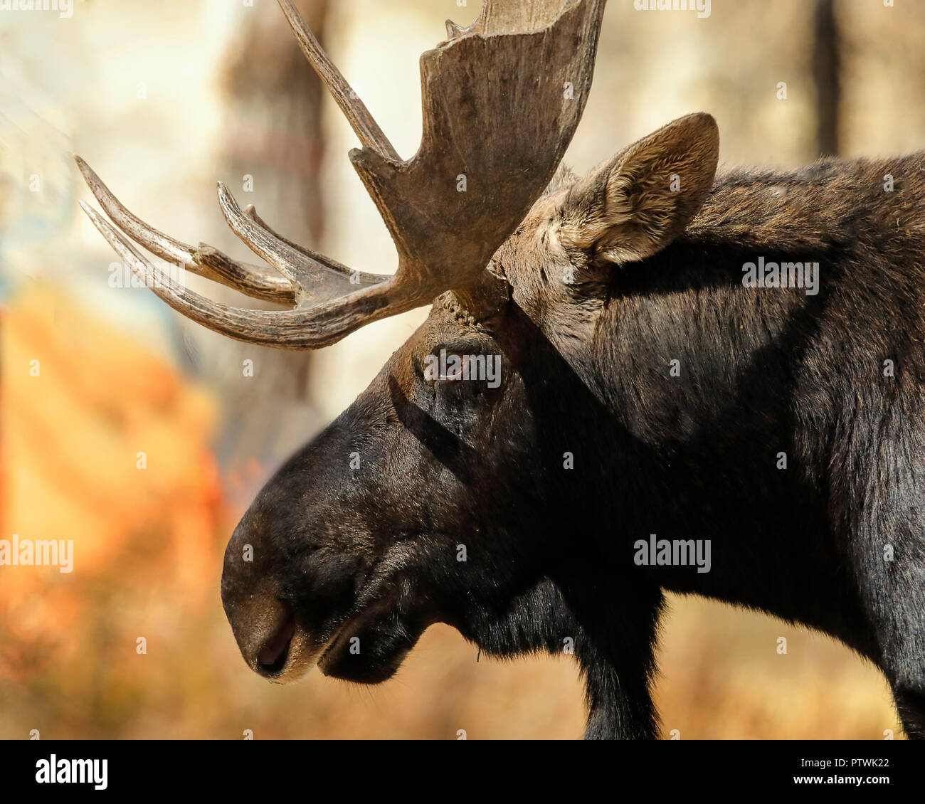 Moose Long Legs High Resolution Stock Photography and Images - Alamy