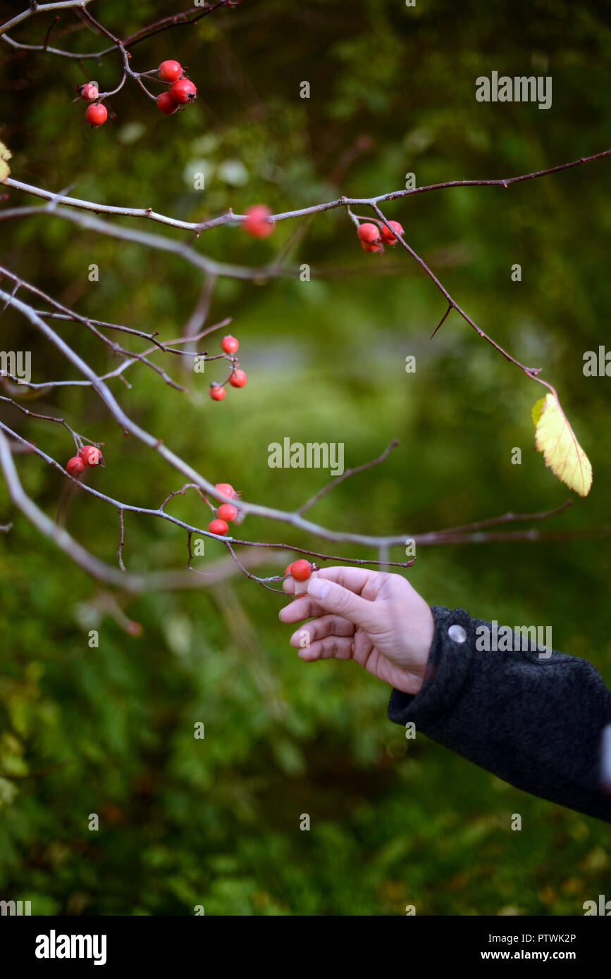 Person Touching Tree Branch High Resolution Stock Photography and ...