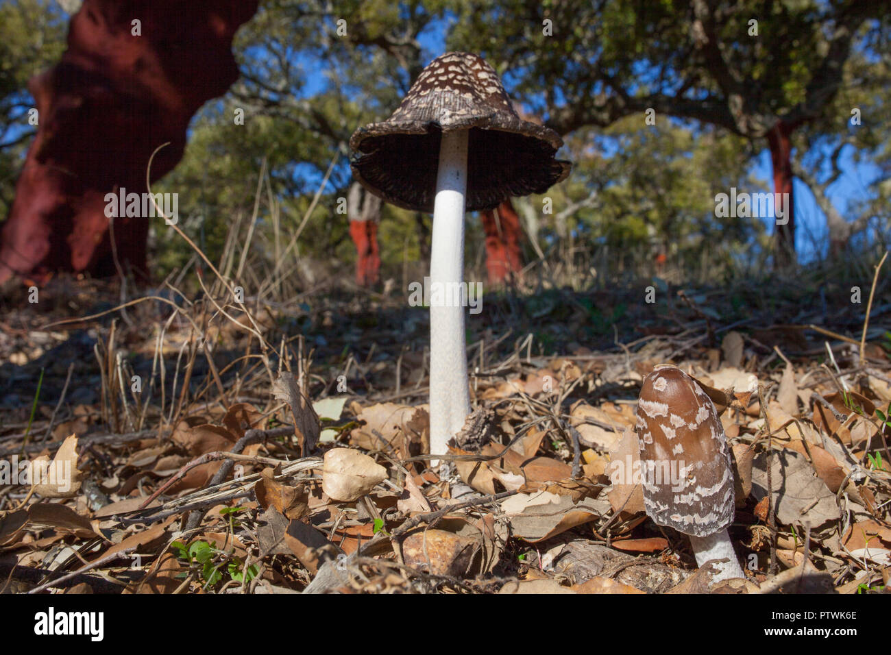 Magpie inkcap coprinopsis picacea hi-res stock photography and images ...