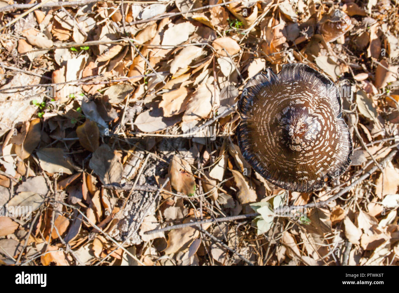 Cone shaped leaves hi-res stock photography and images - Alamy