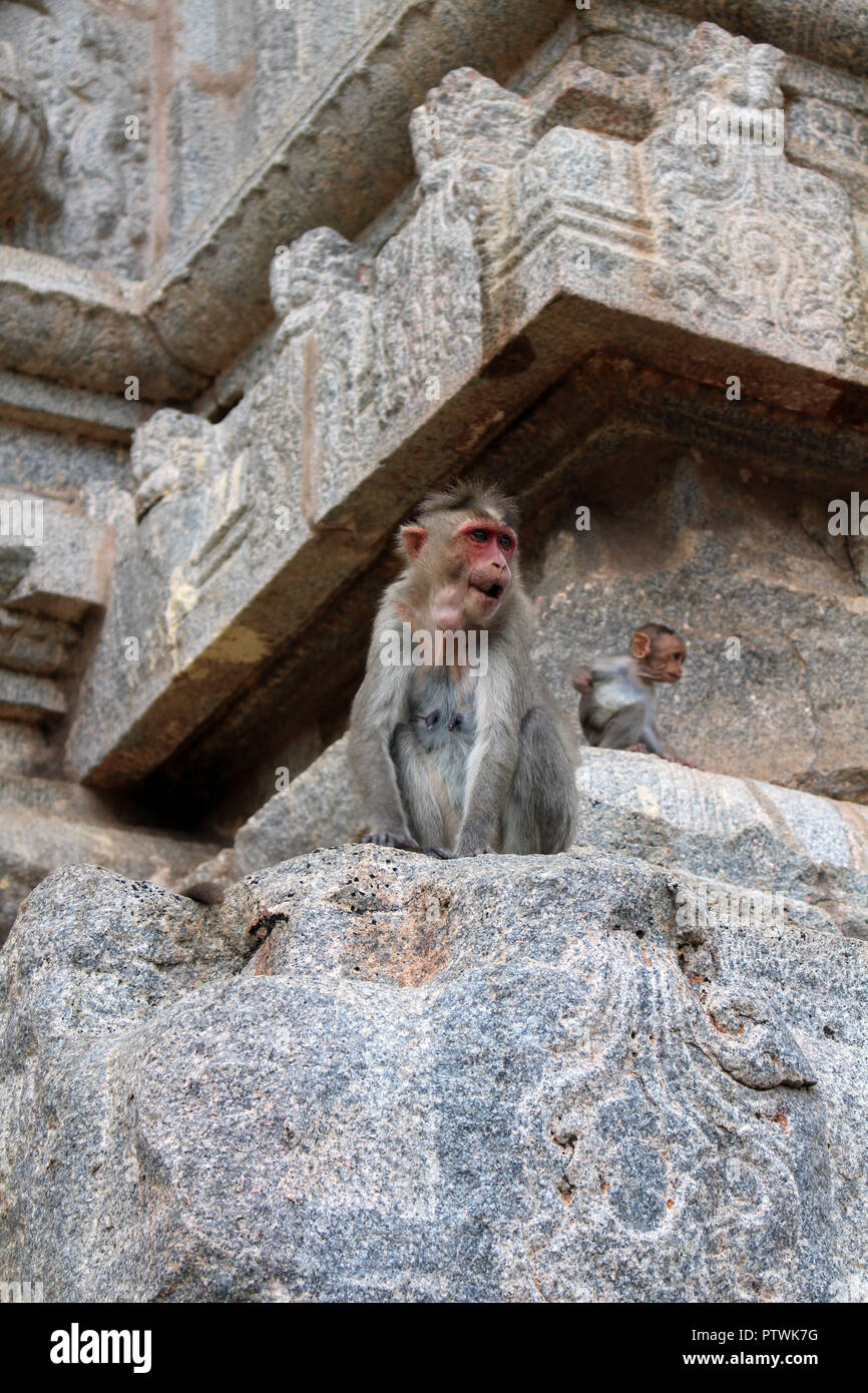 The monkeys roaming around Virupaksha Temple of Hampi. Taken in India ...