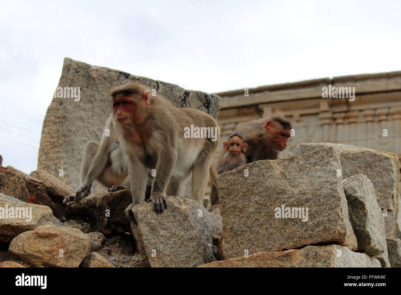 The monkeys roaming around Virupaksha Temple of Hampi. Taken in India ...