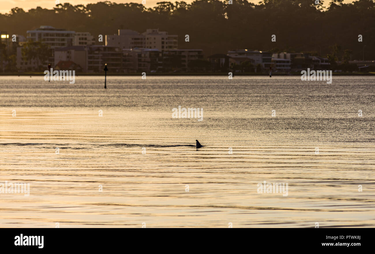 A Dolphin in Swan River with the Skyline of Perth. View from South ...