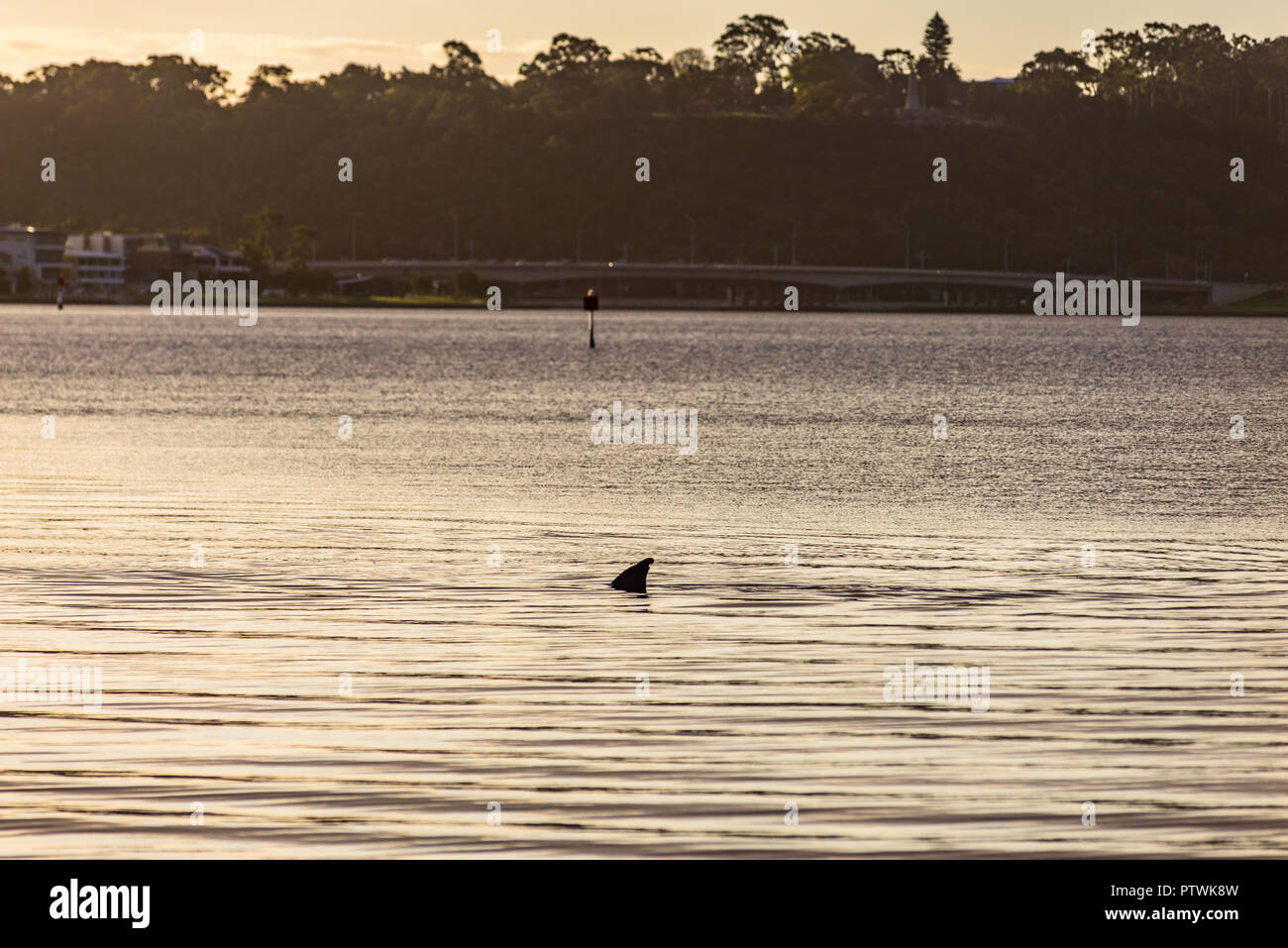 River dolphin hi-res stock photography and images - Alamy