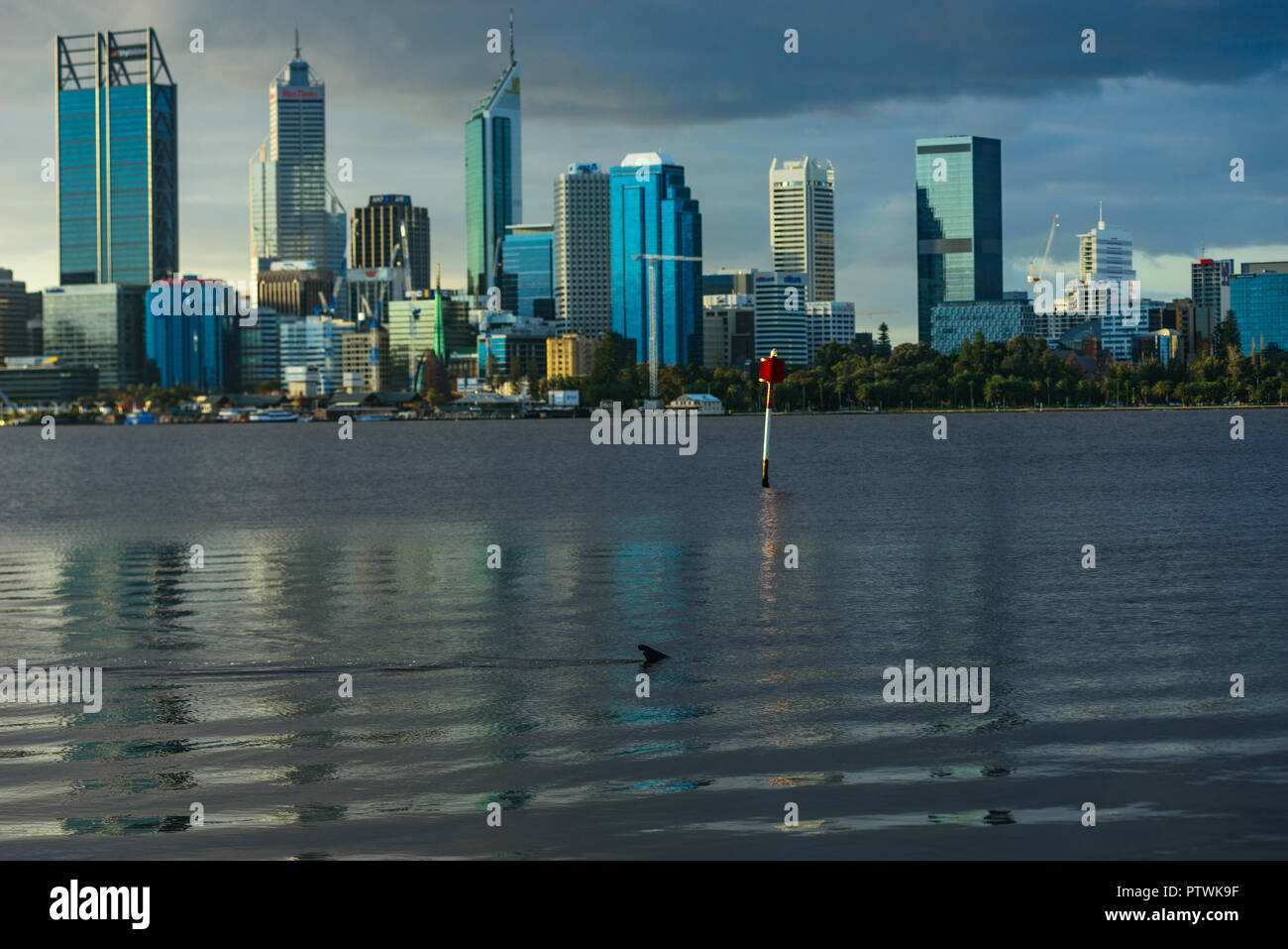 A Dolphin in Swan River with the Skyline of Perth. View from South ...