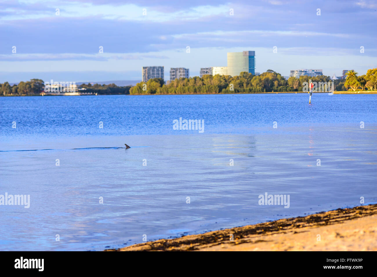 A Dolphin in Swan River with the Skyline of Perth. View from South ...