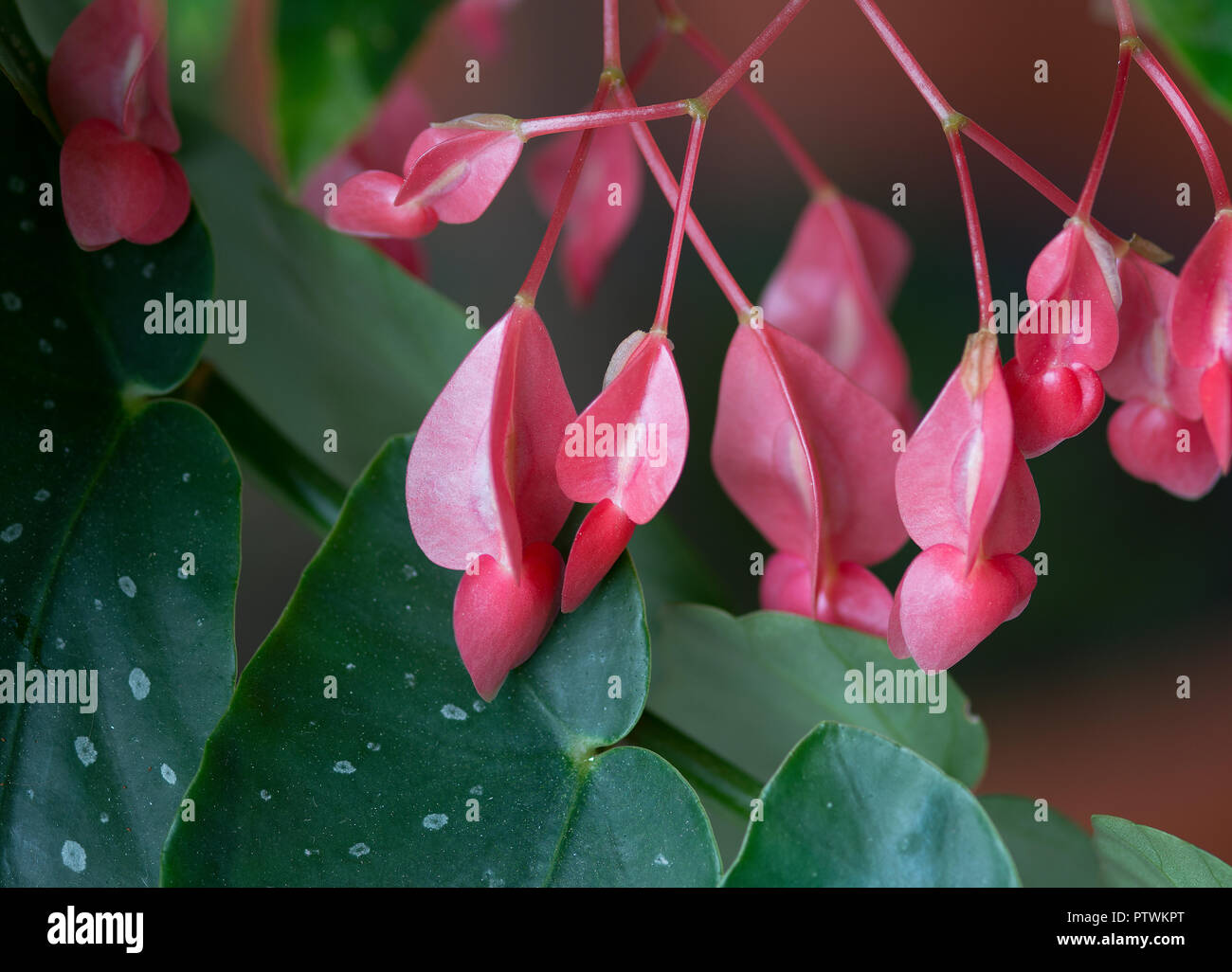 Flowers of Begonia tamaya Stock Photo - Alamy