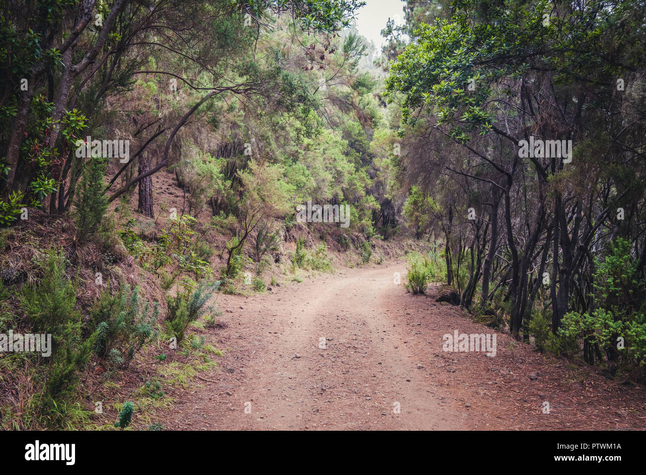 Pathway path woods trees wilderness hi-res stock photography and images ...