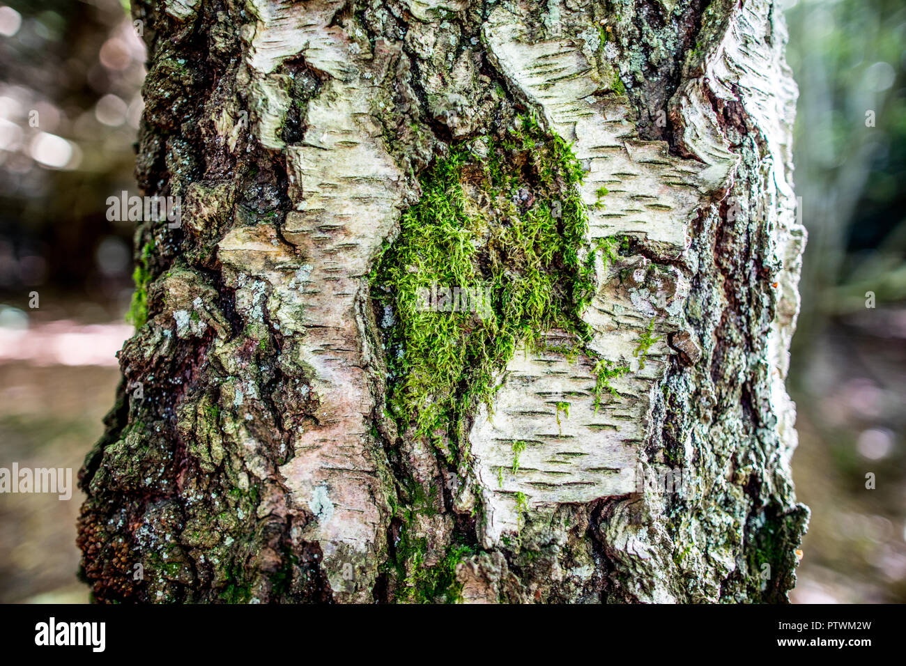 Silver birch tree bark hi-res stock photography and images - Alamy