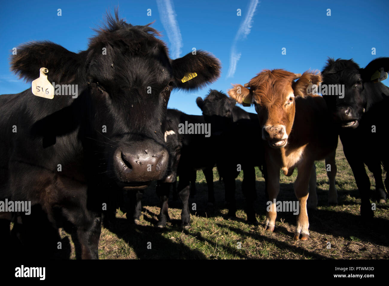 Cattle Cows in Field Looking at the low camera at eye level in color ...