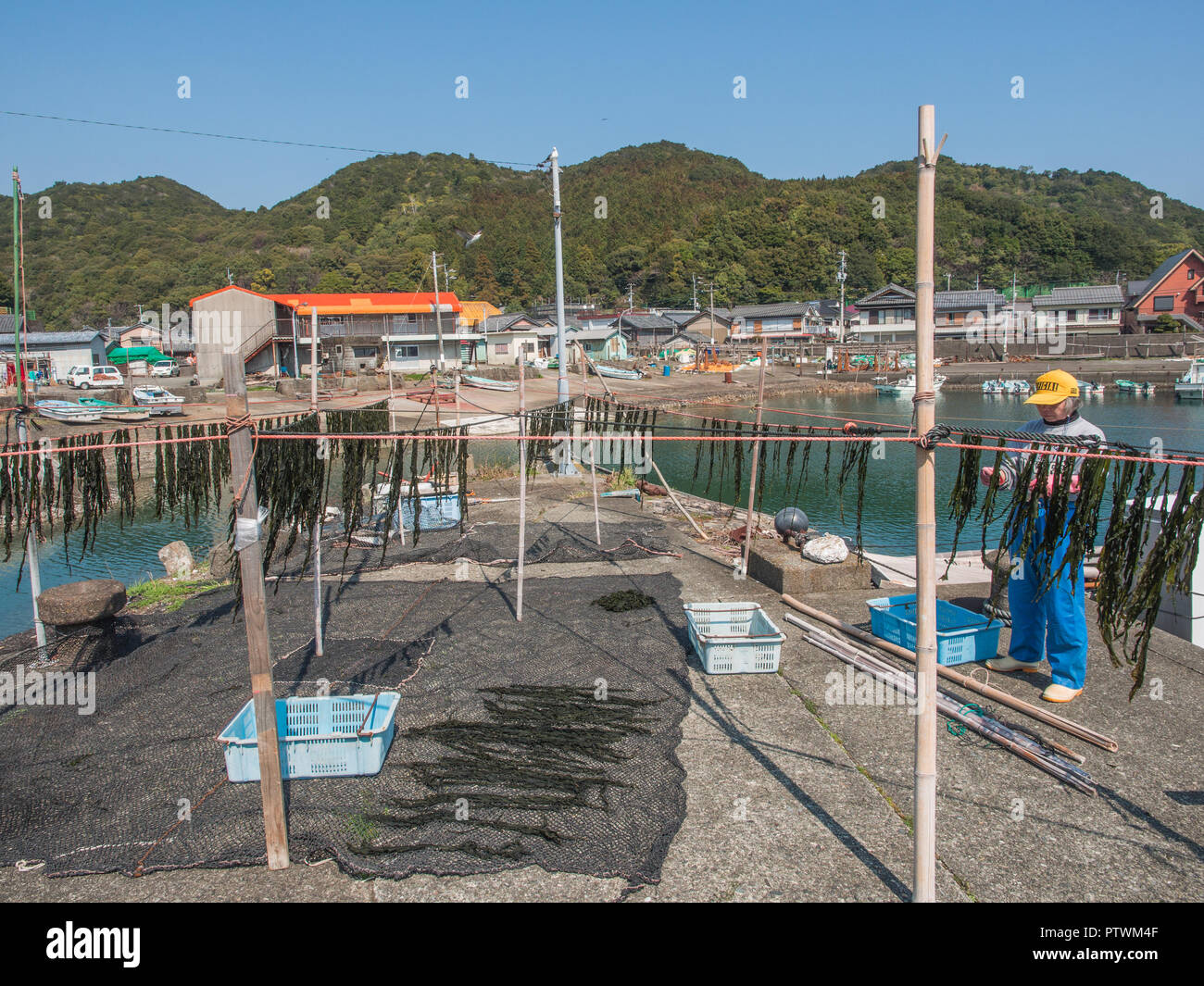Drying wakame seaweed hi-res stock photography and images - Alamy