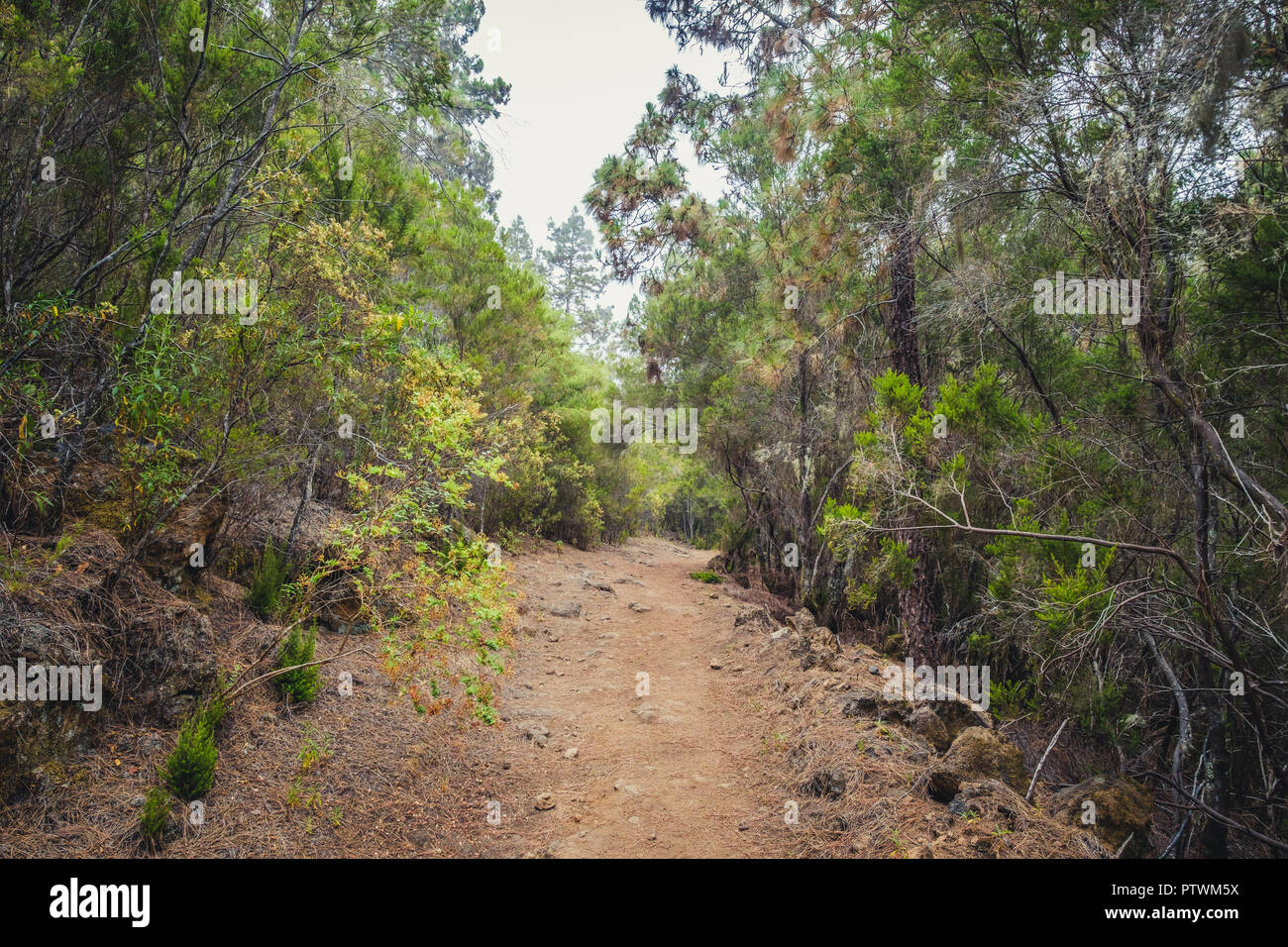 hiking path trough forest landscape - walkway in wilderness Stock Photo ...