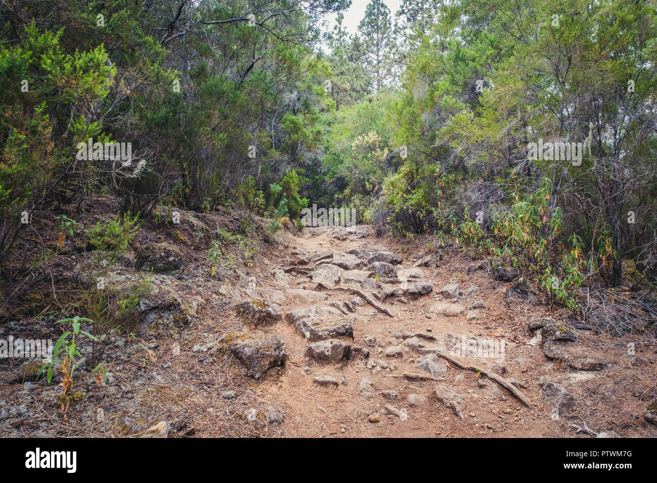 hiking path trough forest landscape - walkway in wilderness Stock Photo ...