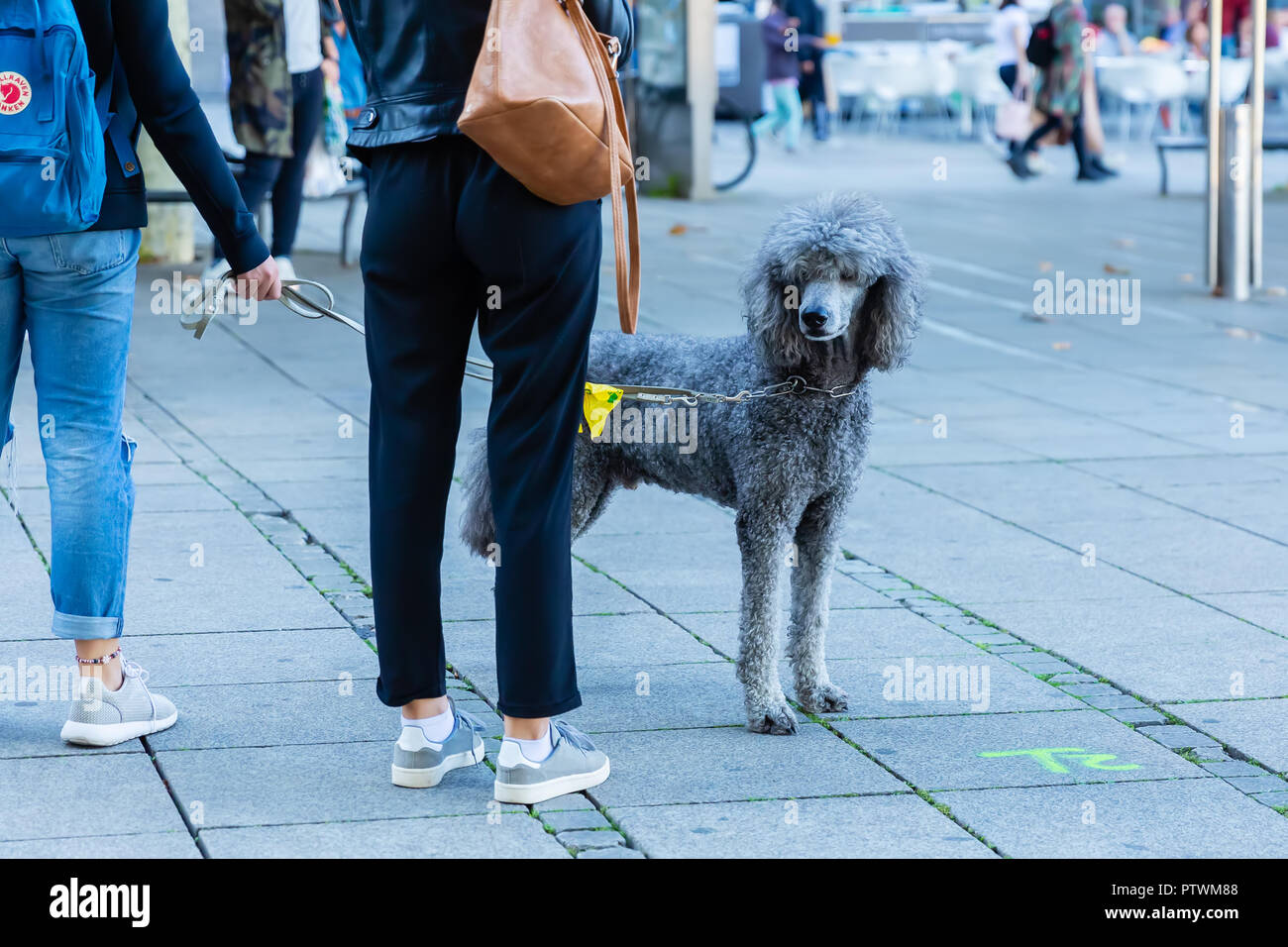 Women poodle hi-res stock photography and images - Alamy