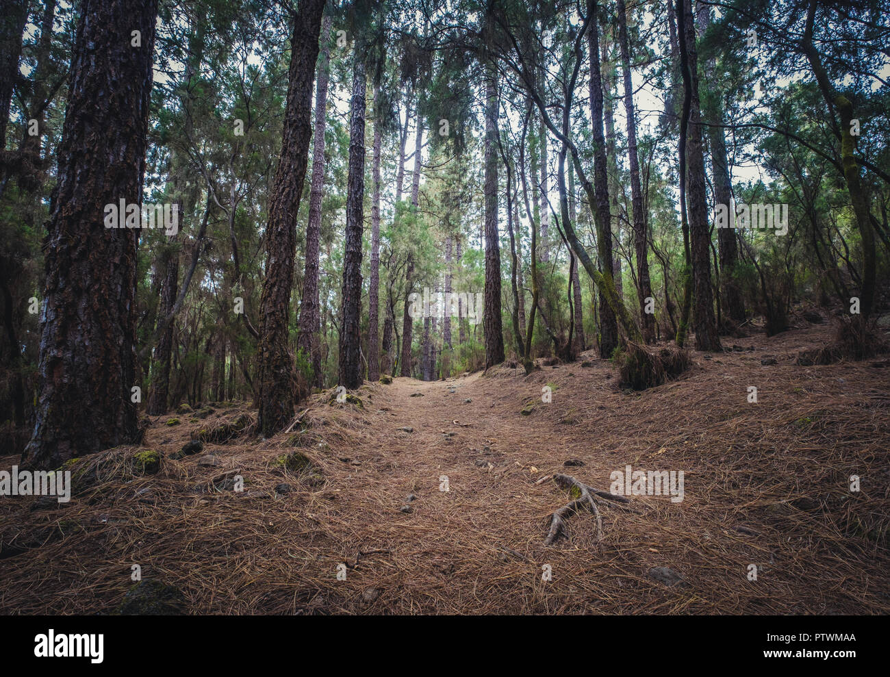 Path inside forest hi-res stock photography and images - Alamy