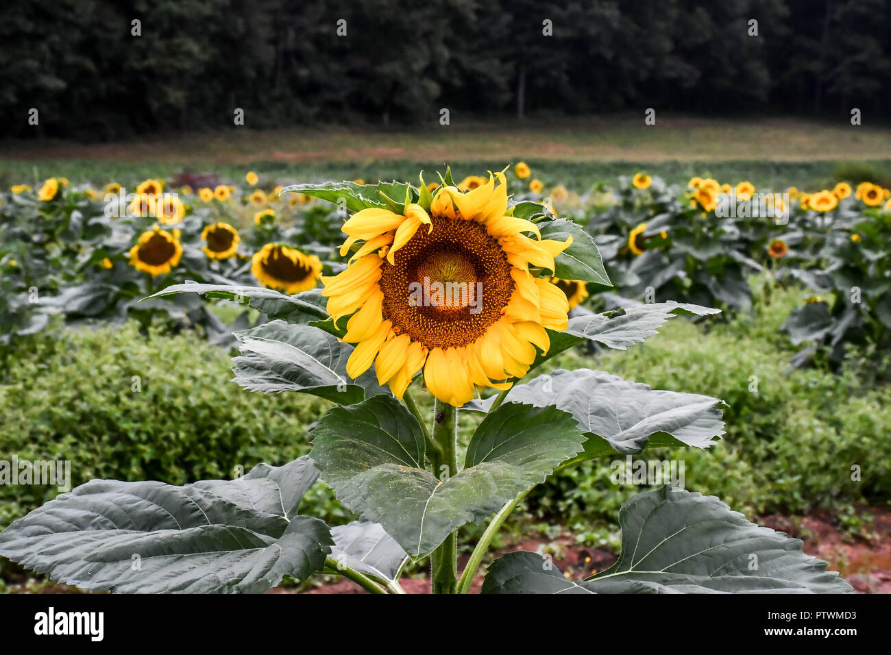 Georgia sunflowers hi-res stock photography and images - Alamy