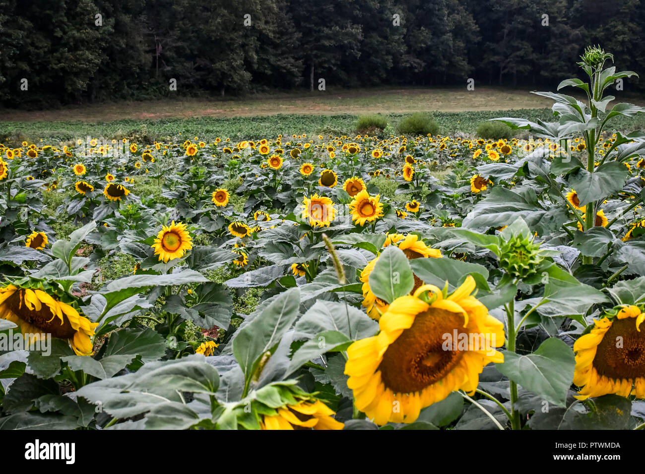 Georgia sunflowers hi-res stock photography and images - Alamy