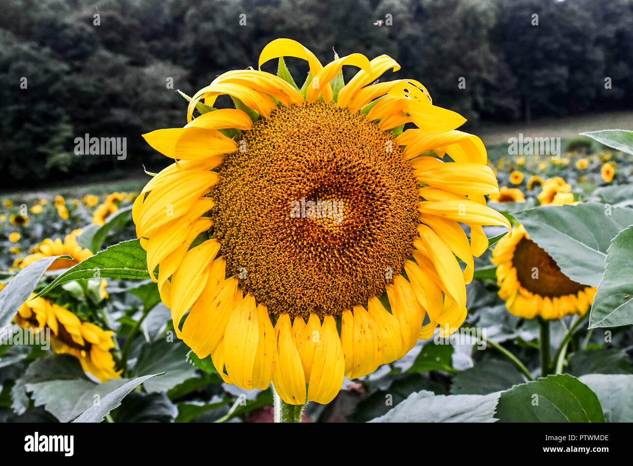 Georgia sunflowers hi-res stock photography and images - Alamy
