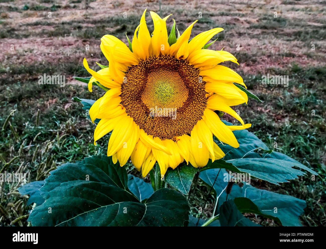 Georgia sunflowers hi-res stock photography and images - Alamy