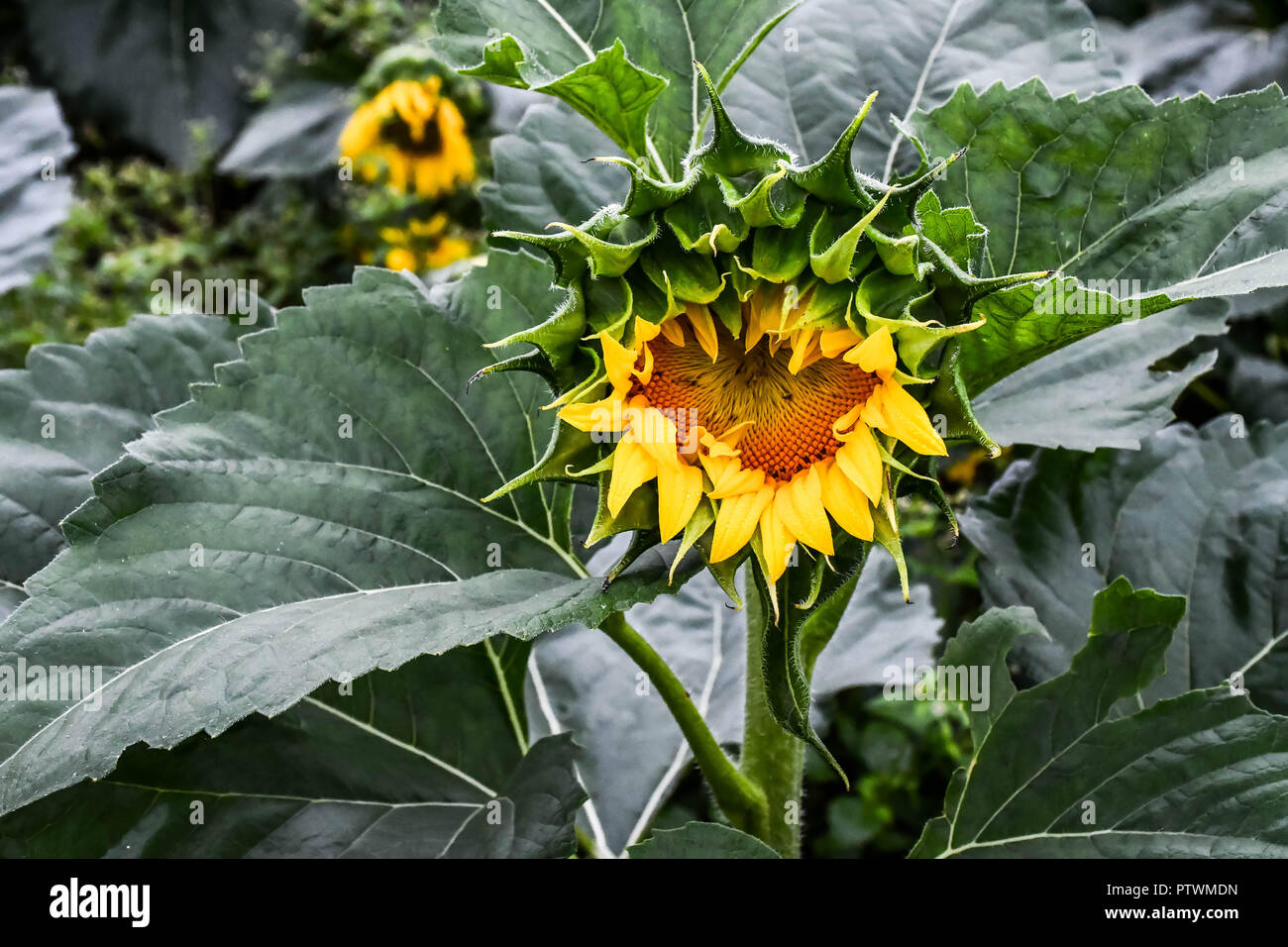 Sunflowers in bloom, Jasper, Georgia, USA Stock Photo - Alamy