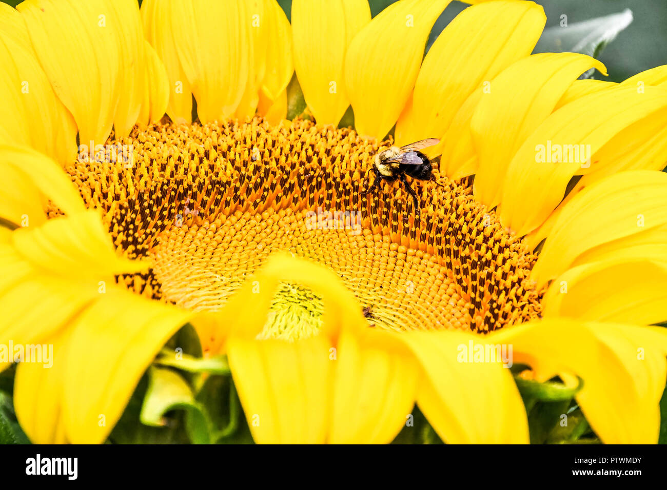 Georgia sunflowers hi-res stock photography and images - Alamy