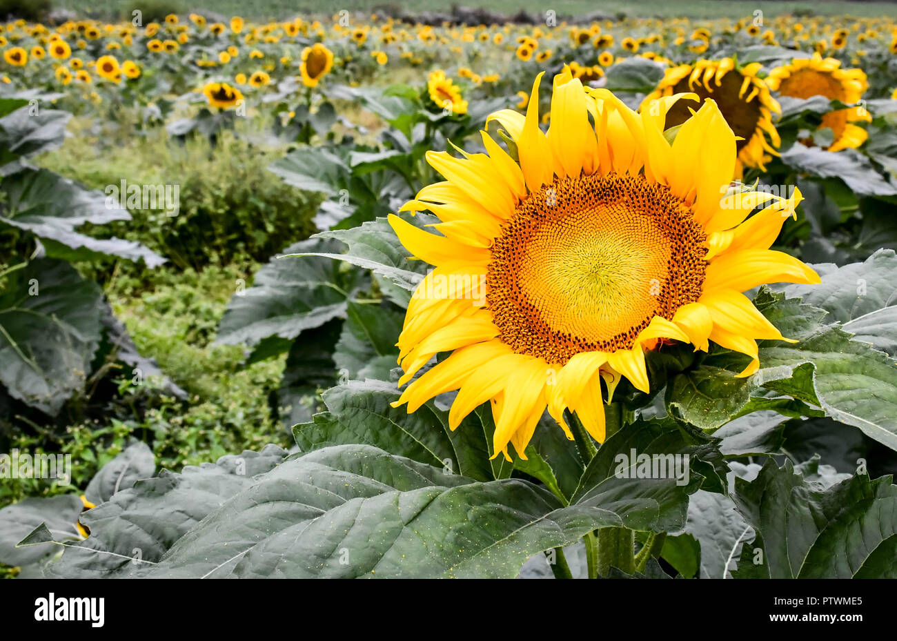 Sunflowers in bloom, Jasper, Georgia, USA Stock Photo - Alamy