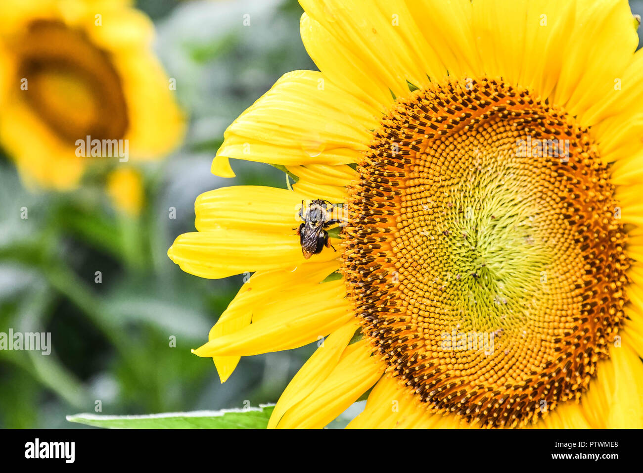 Georgia sunflowers hi-res stock photography and images - Alamy
