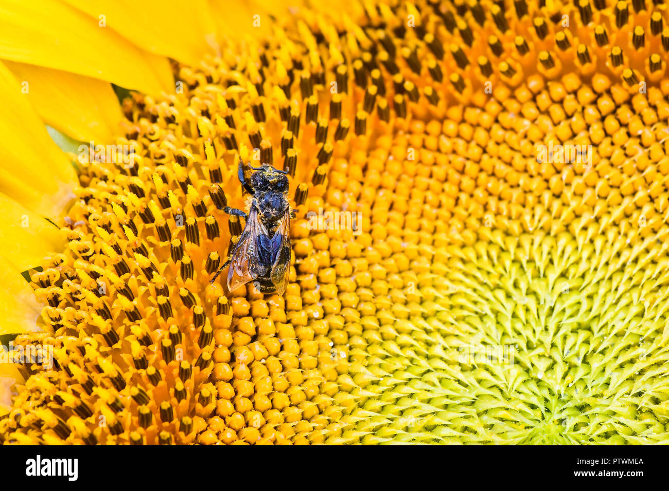 Georgia sunflowers hi-res stock photography and images - Alamy