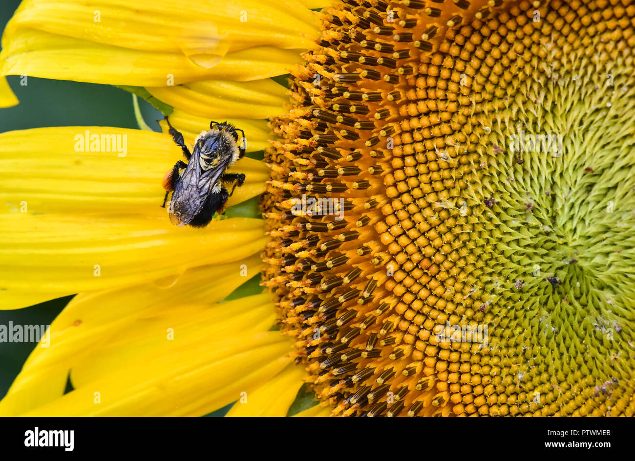 Georgia sunflowers hi-res stock photography and images - Alamy