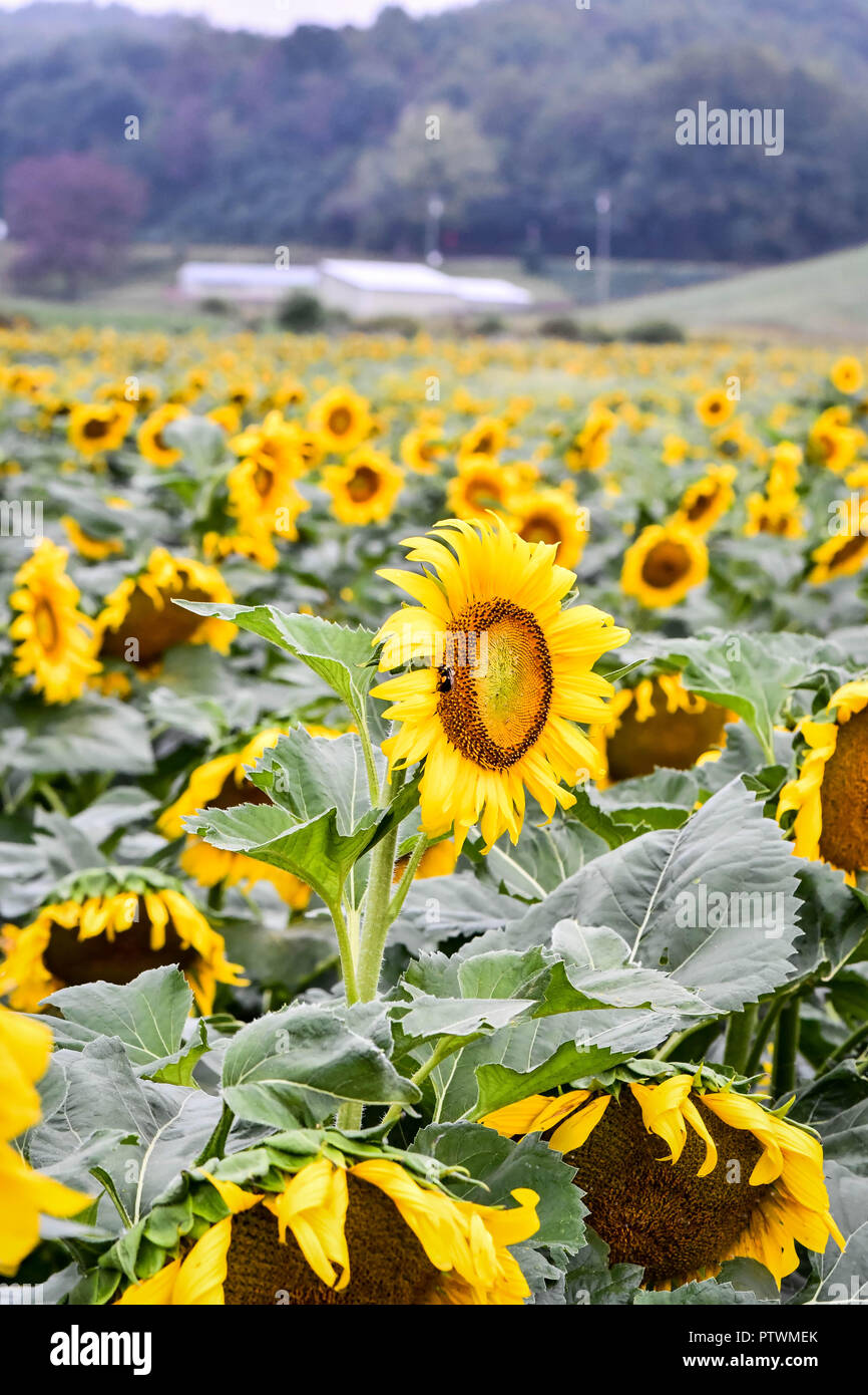 Jasper bloom hi-res stock photography and images - Alamy