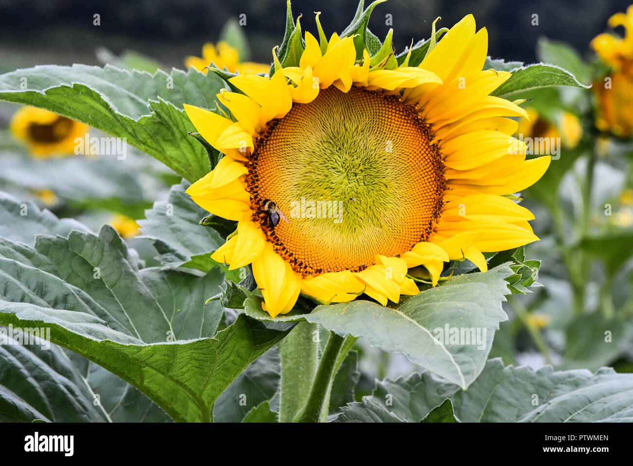 Georgia sunflowers hi-res stock photography and images - Alamy