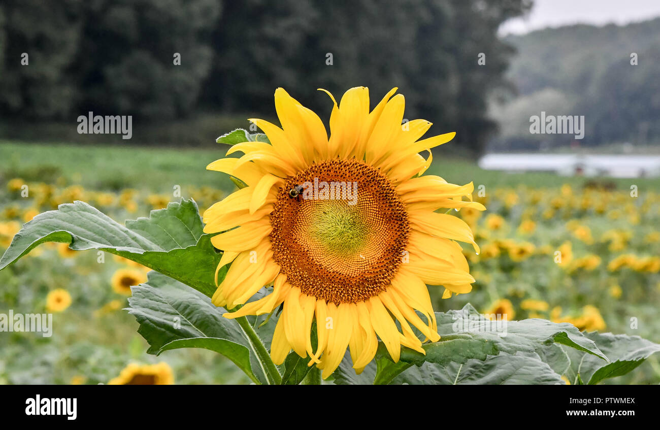 Georgia sunflowers hi-res stock photography and images - Alamy
