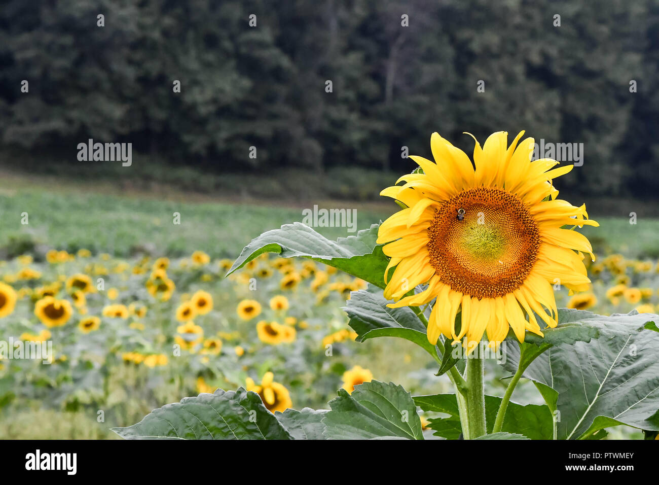 Georgia sunflowers hi-res stock photography and images - Alamy