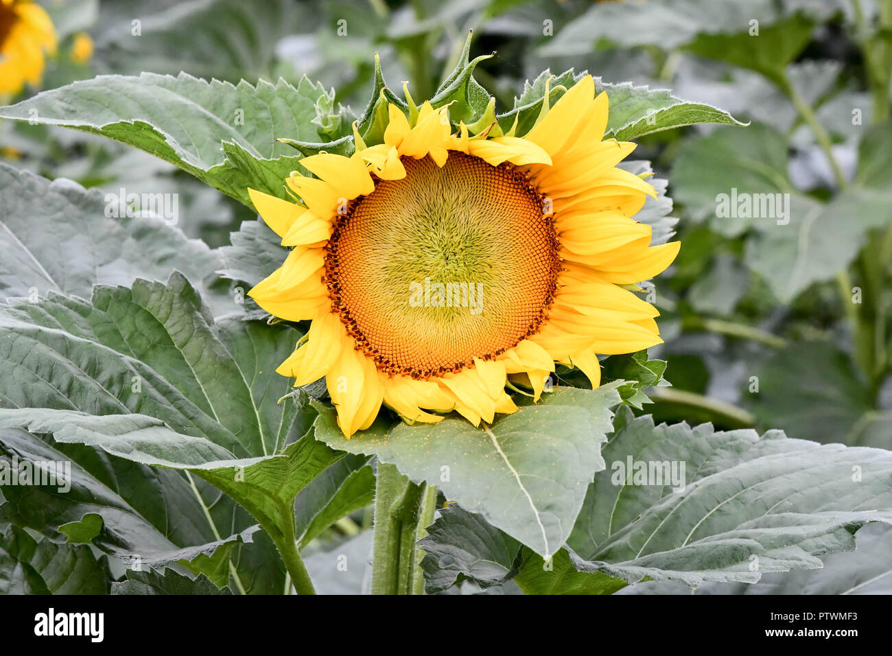 Georgia sunflowers hi-res stock photography and images - Alamy