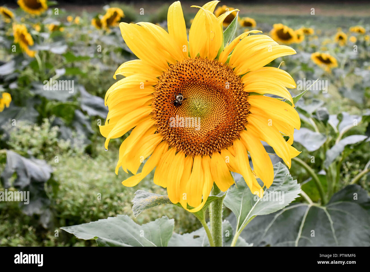Georgia sunflowers hi-res stock photography and images - Alamy