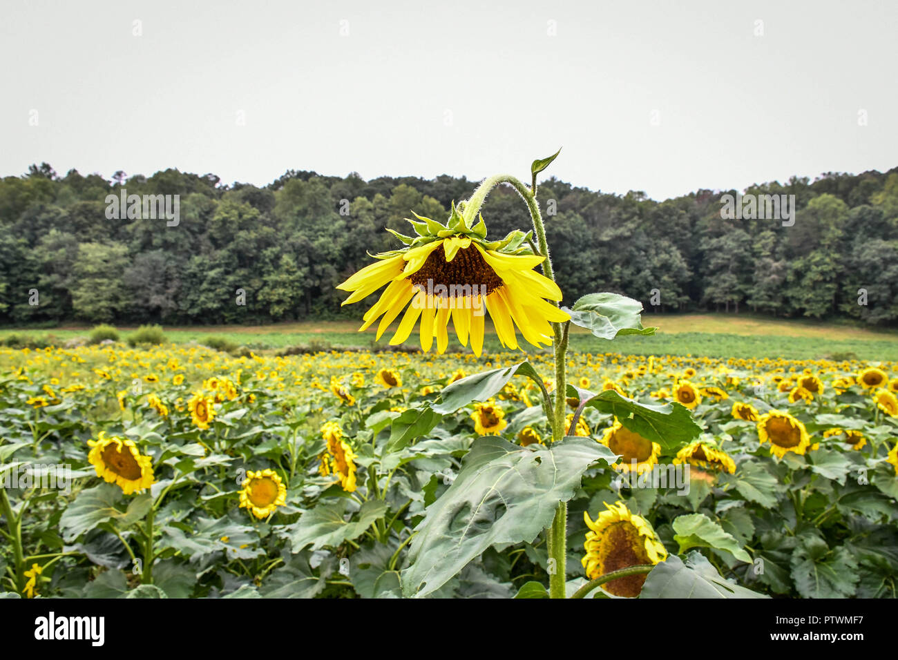Georgia sunflowers hi-res stock photography and images - Alamy