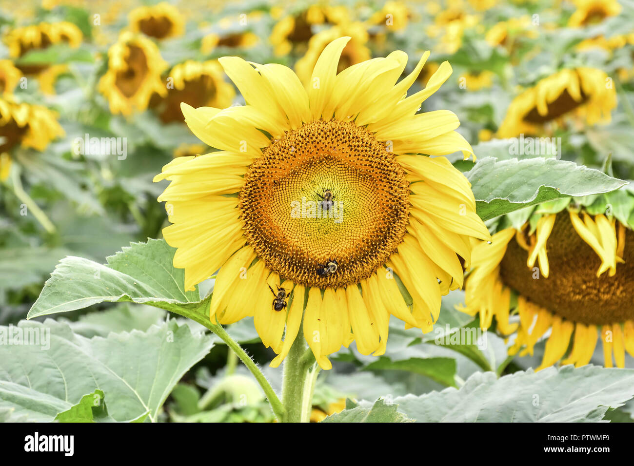 Georgia sunflowers hi-res stock photography and images - Alamy