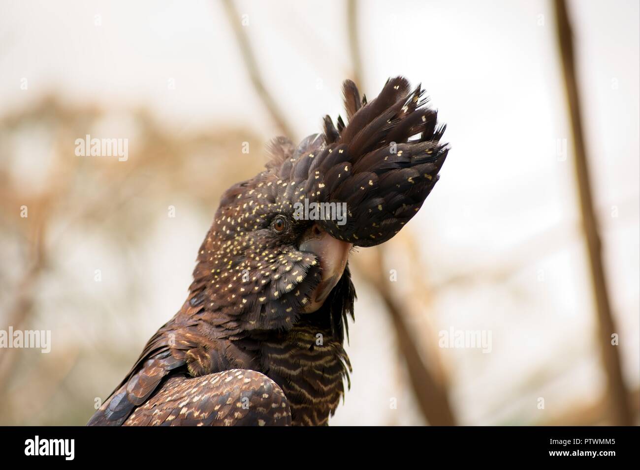 Female red tailed black cockatoo Stock Photo - Alamy