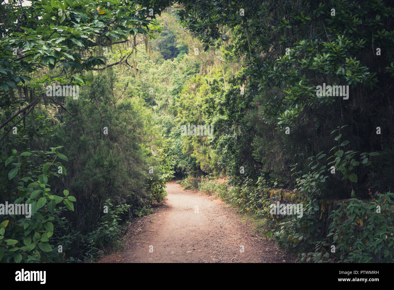 Beautiful path inside forest hi-res stock photography and images - Alamy